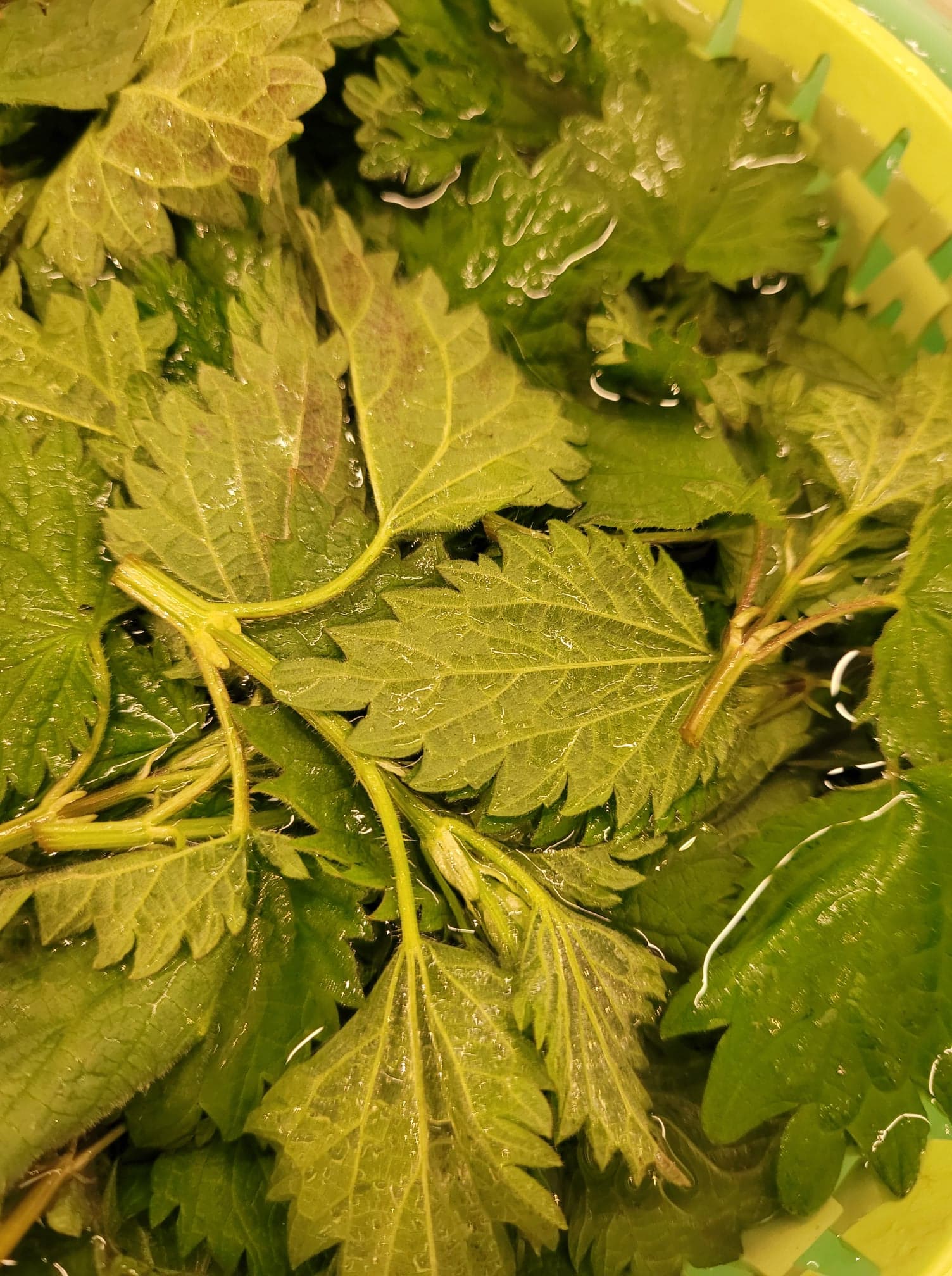 Brennesle – til ergrelse eller glede? – Den naturlege hagen