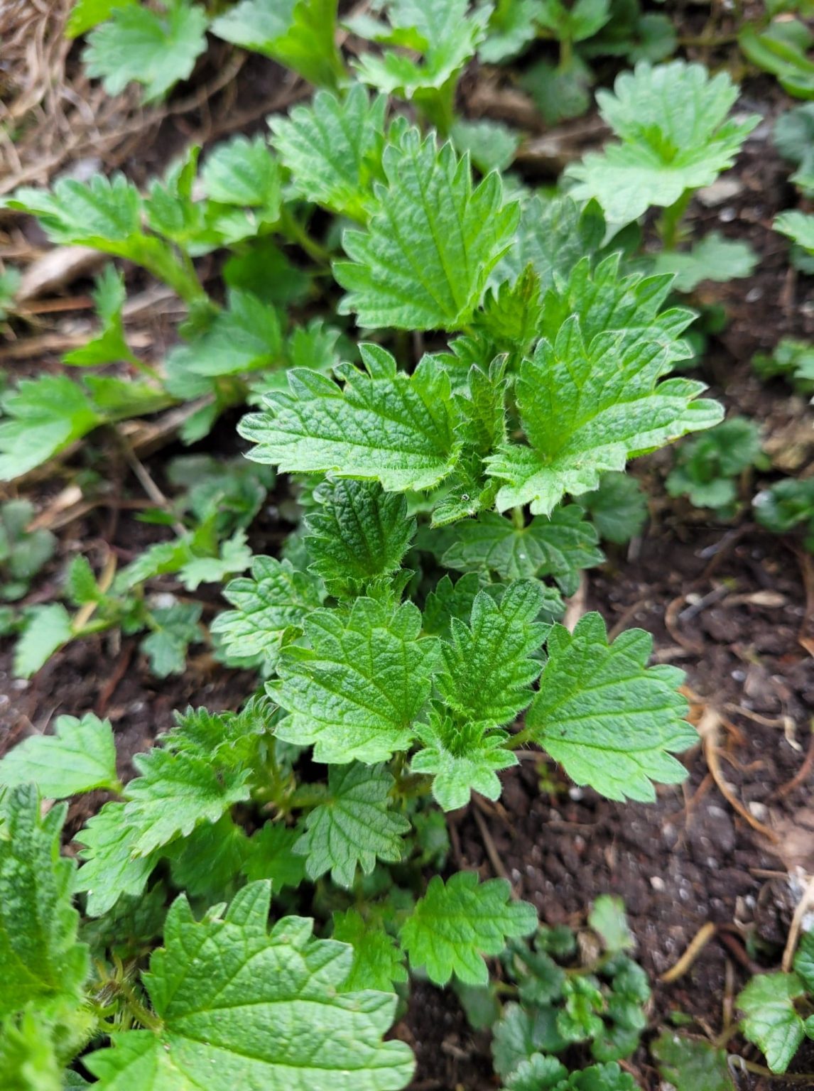 Brennesle – til ergrelse eller glede? – Den naturlege hagen